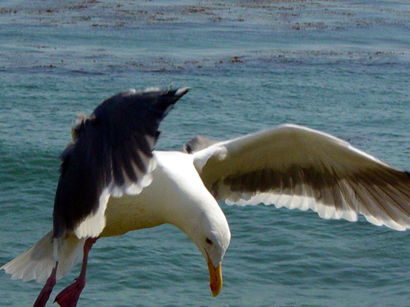 Seagull in Flight | Pics4Learning