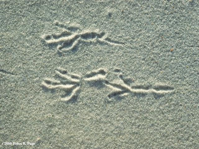 Gull tracks in the sand of a Florida beach. | Pics4Learning