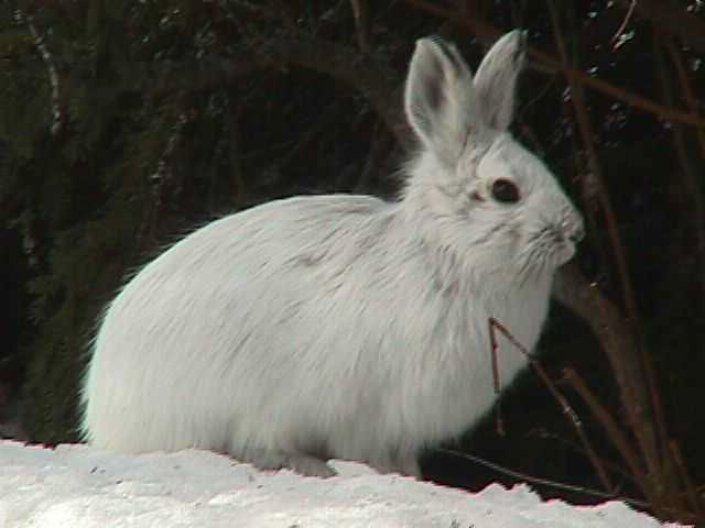 Snowshoe Rabbit In The Taiga