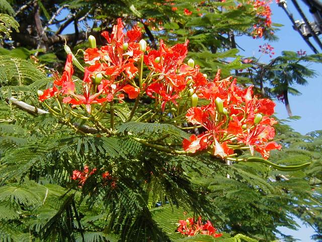 Flowering tree | Pics4Learning