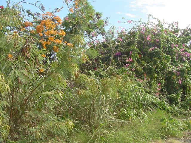 Flowering trees | Pics4Learning