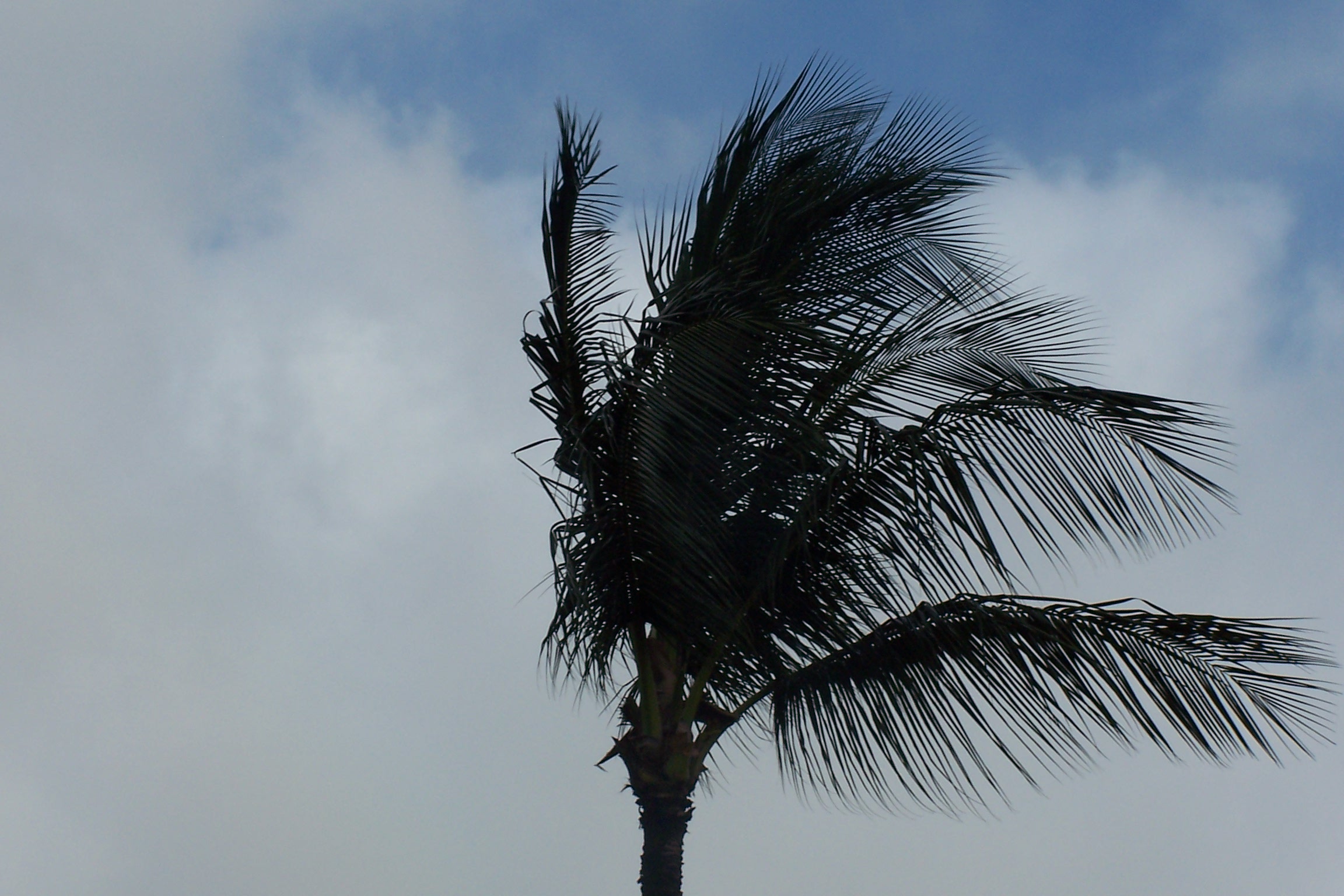 Blowing in the Wind | Pics4Learning