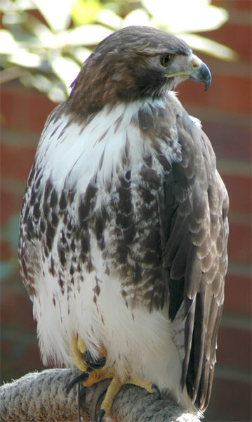 hawk | Pics4Learning