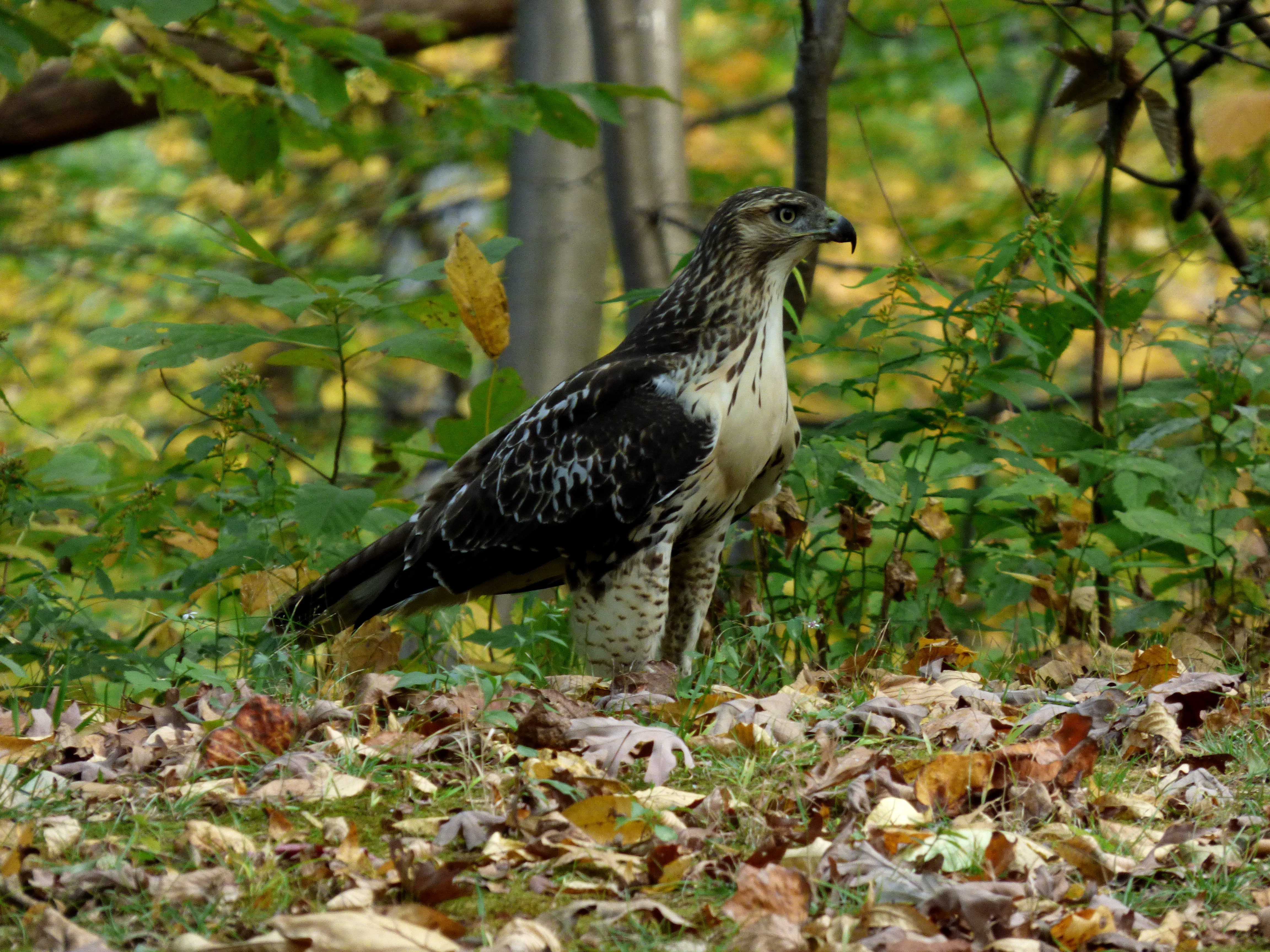 Young Redtail Hawk | Pics4Learning