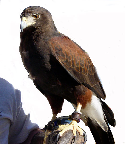 Harris Hawk | Pics4Learning