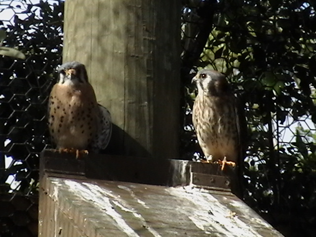 Pair of hawks | Pics4Learning