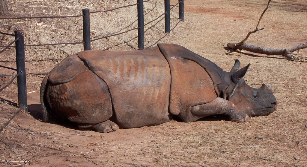 Rhino resting | Pics4Learning