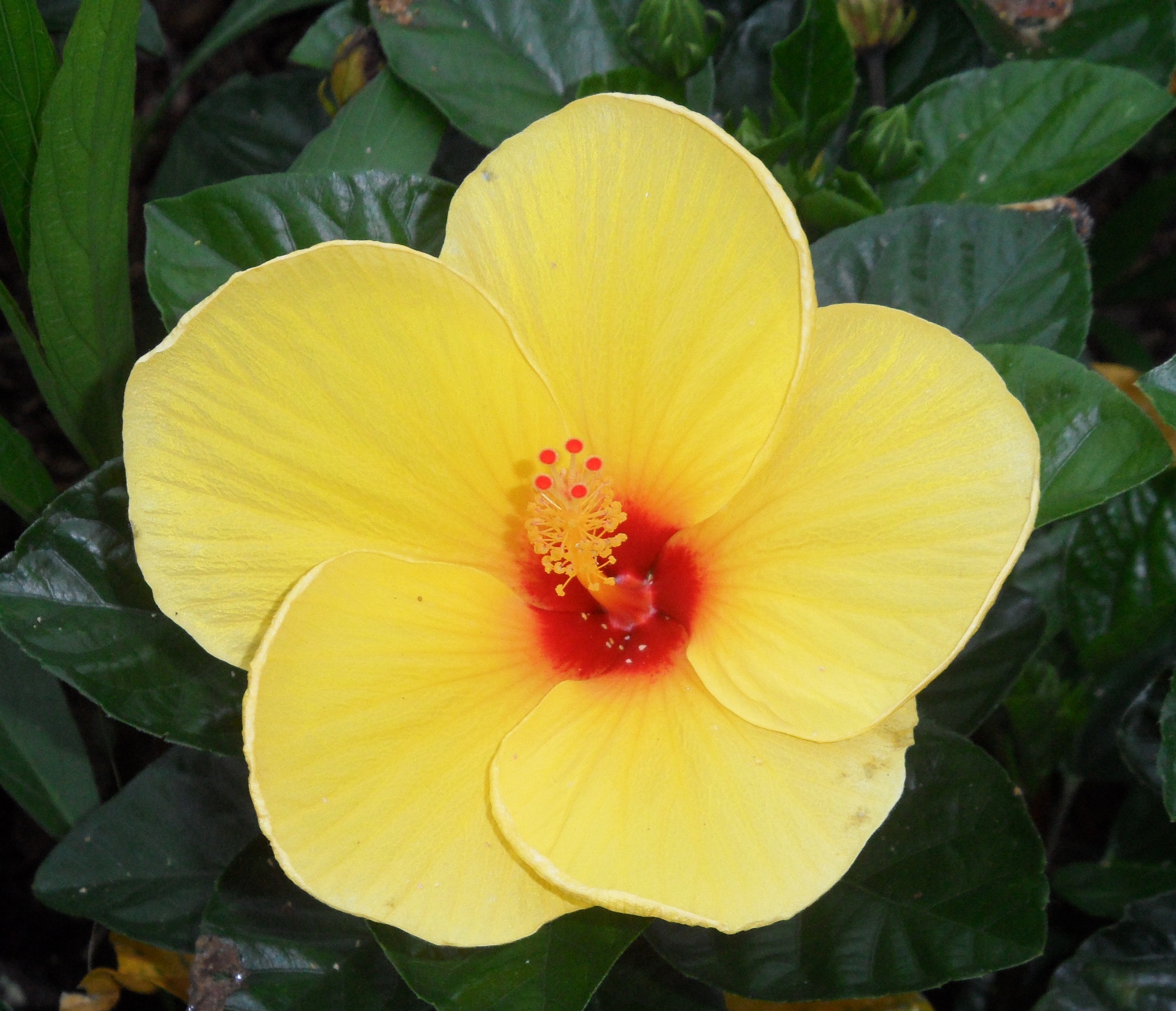 Yellow Hibiscus Pics4Learning