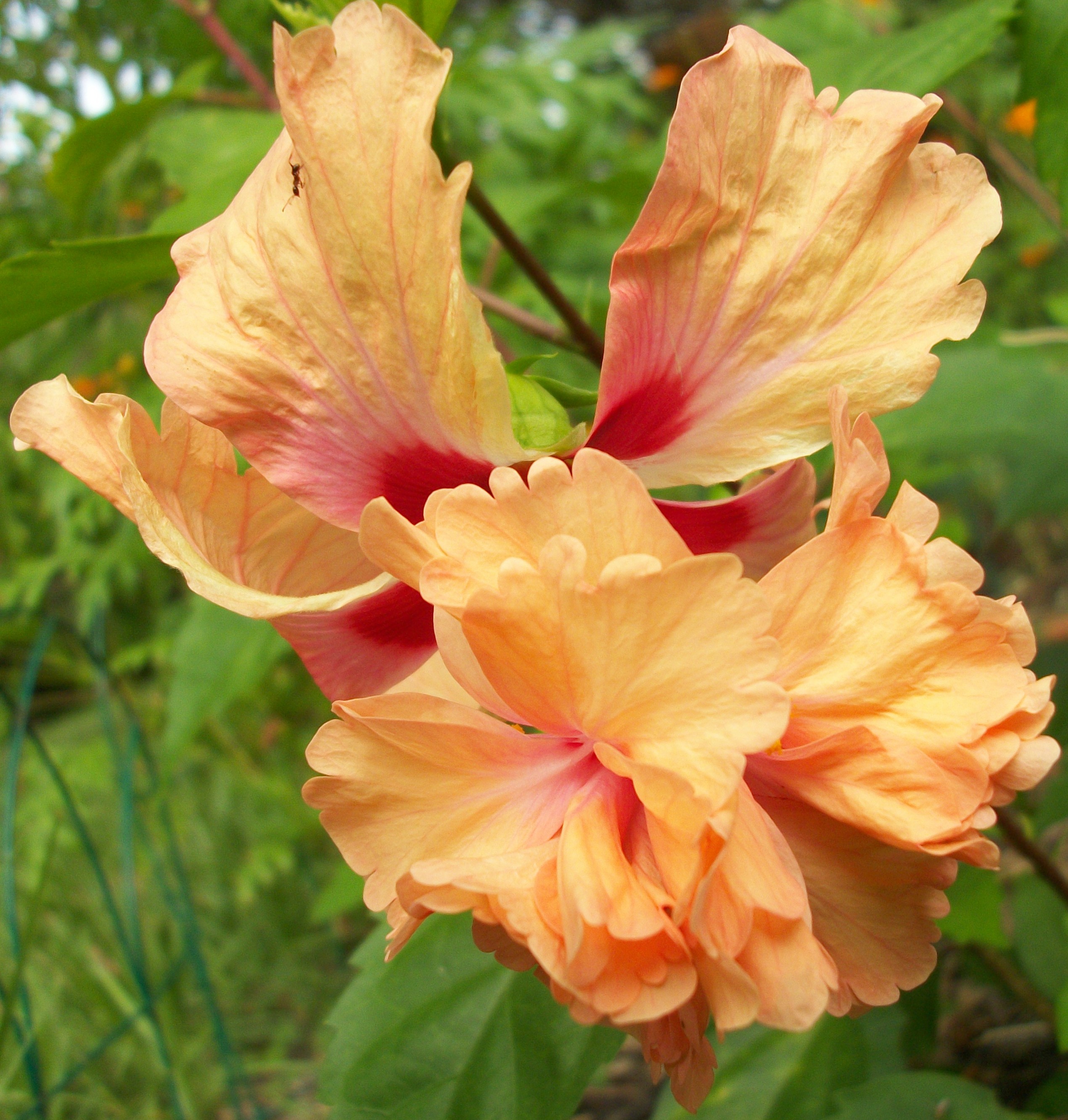 Orange Hibicus | Pics4Learning