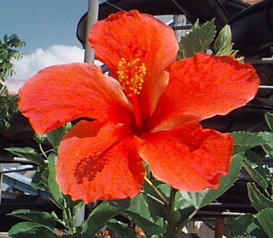 Orange Hibiscus | Pics4Learning