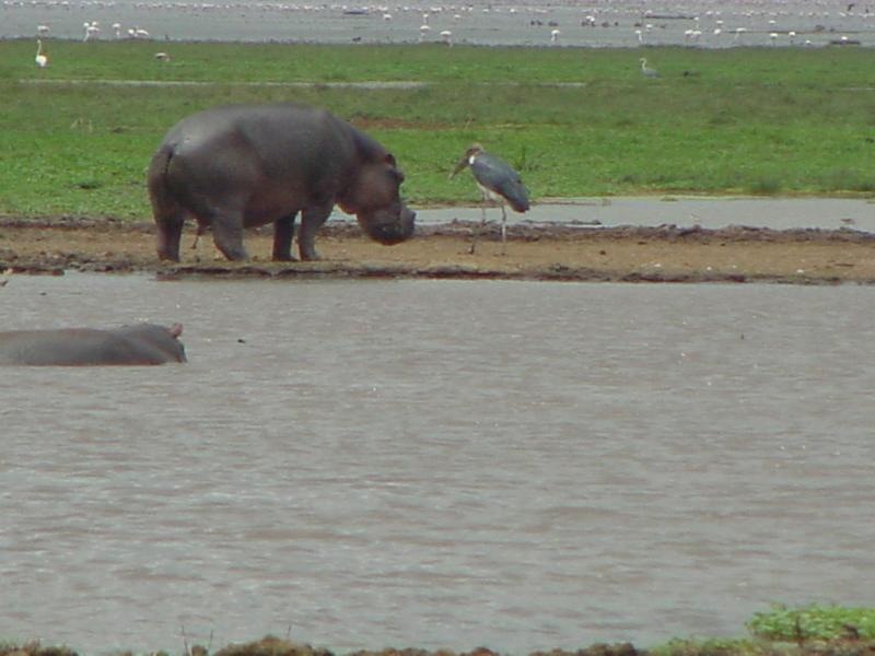 Hippo and Crane | Pics4Learning
