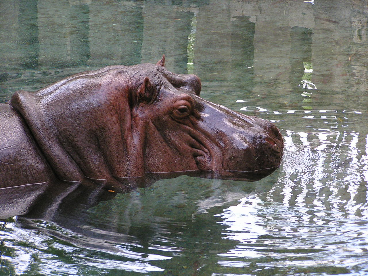HIppopotomus head | Pics4Learning