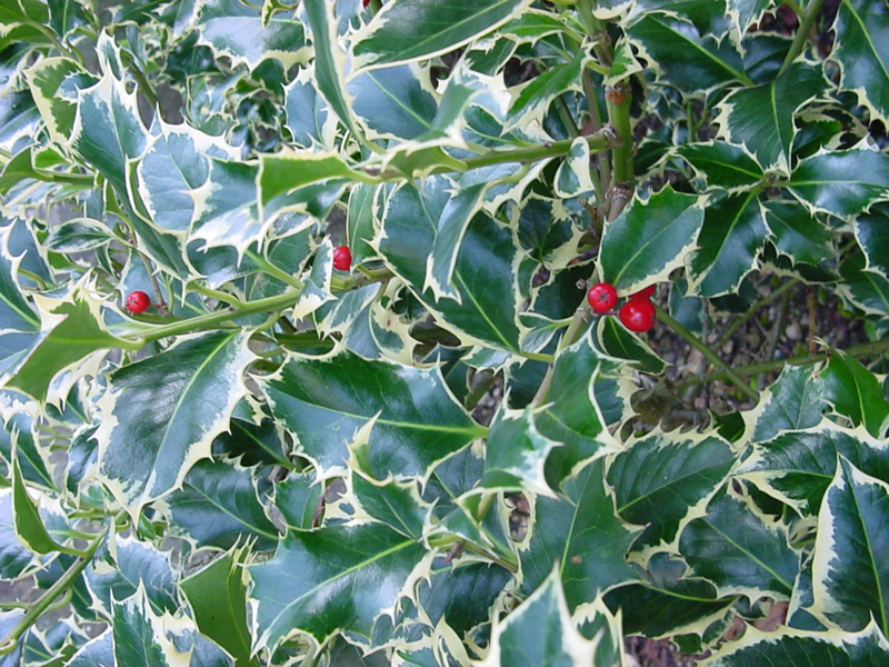 Holly | Pics4Learning