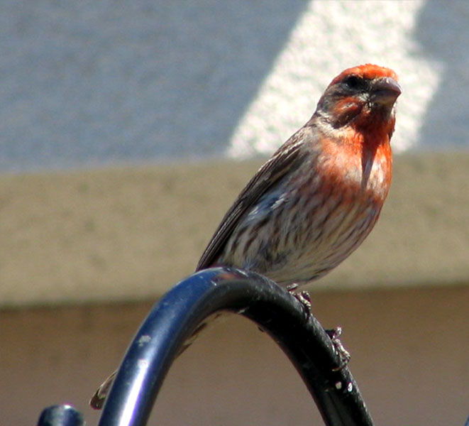 House Finch | Pics4Learning