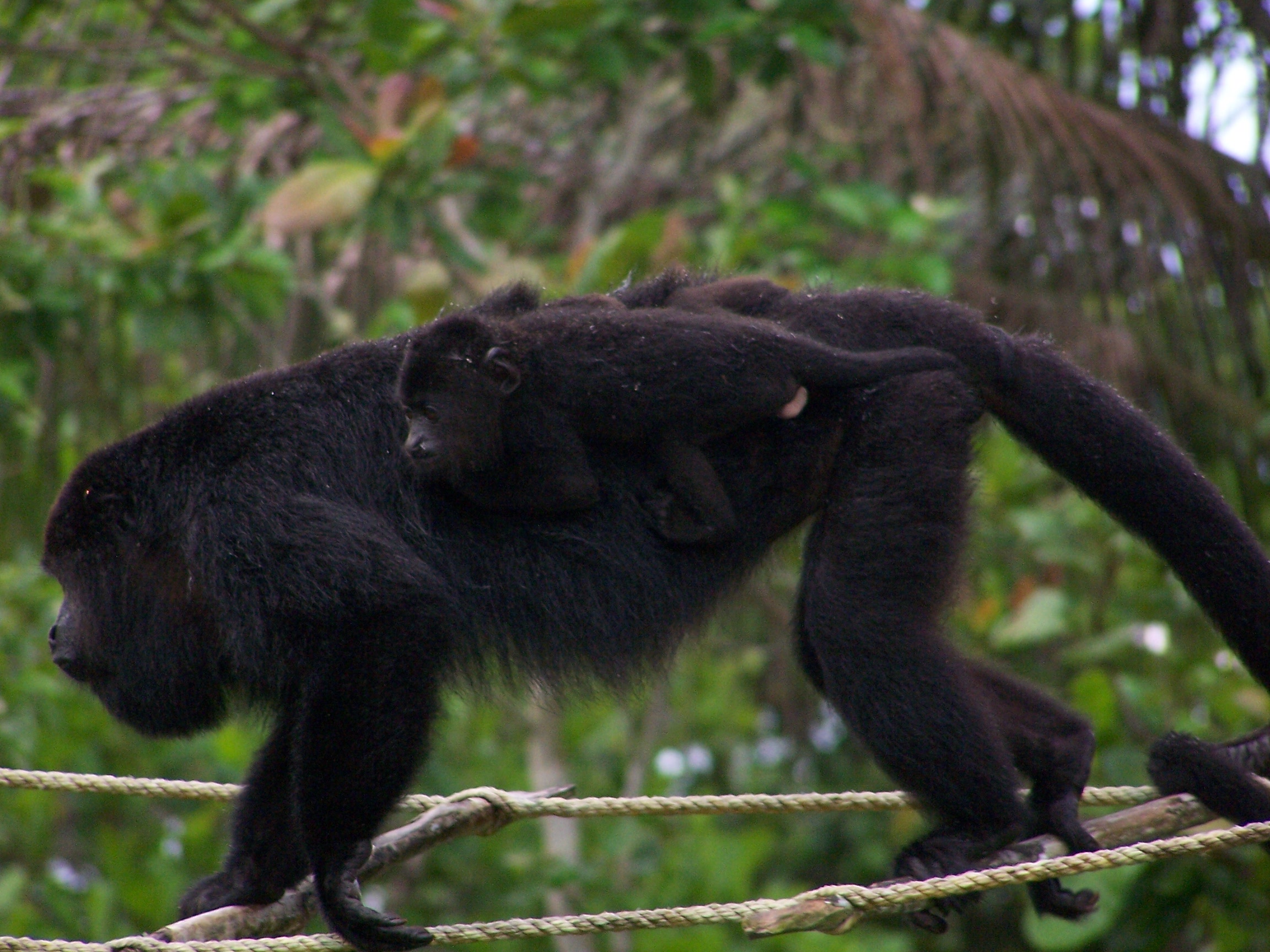 Howler Monkey and Baby | Pics4Learning