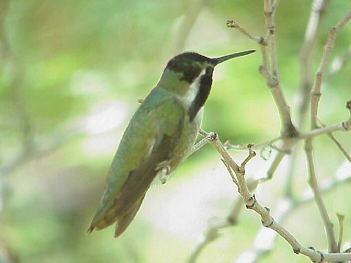 Hummingbird in tree | Pics4Learning