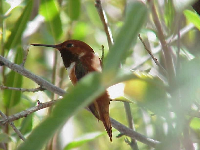 Rufous Hummer in tree | Pics4Learning