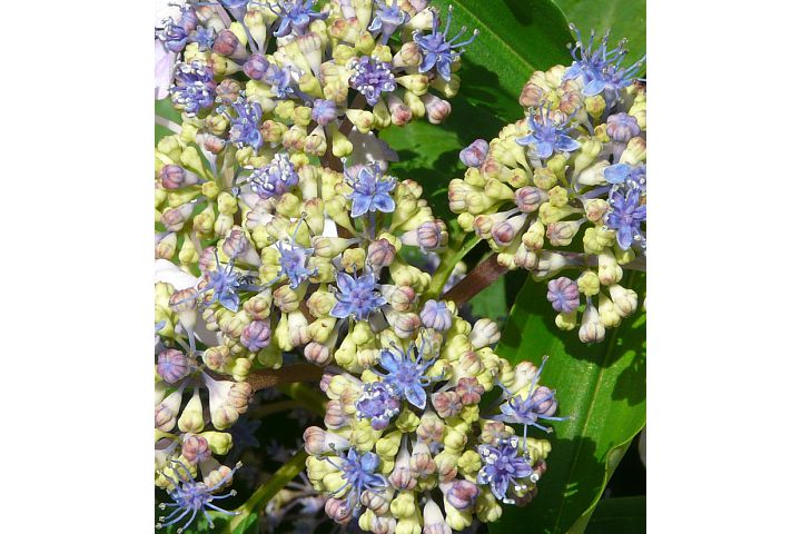 Blooming Hydrangia | Pics4Learning