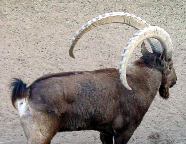 Nubian Ibex | Pics4Learning