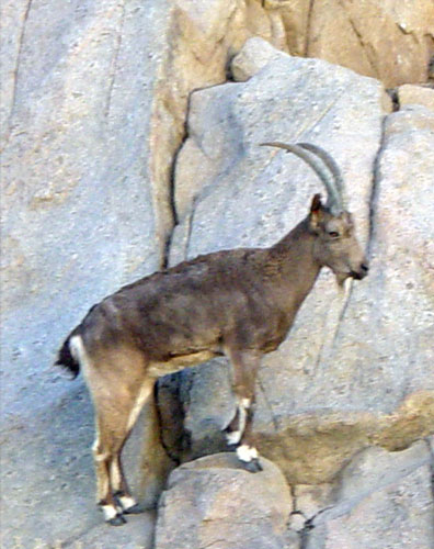 Ibex | Pics4Learning