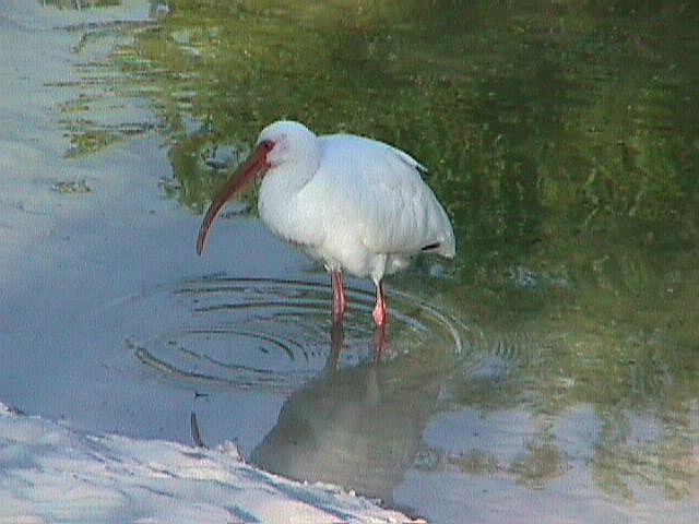 Ibis in water | Pics4Learning