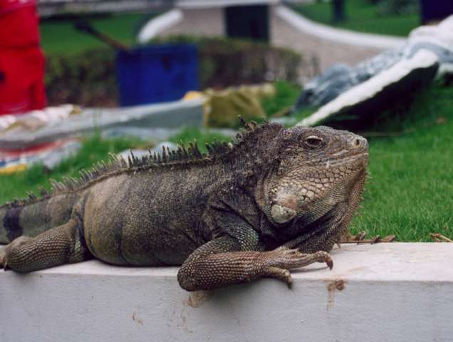 Iguana in Iguana Park, Guayaquil | Pics4Learning