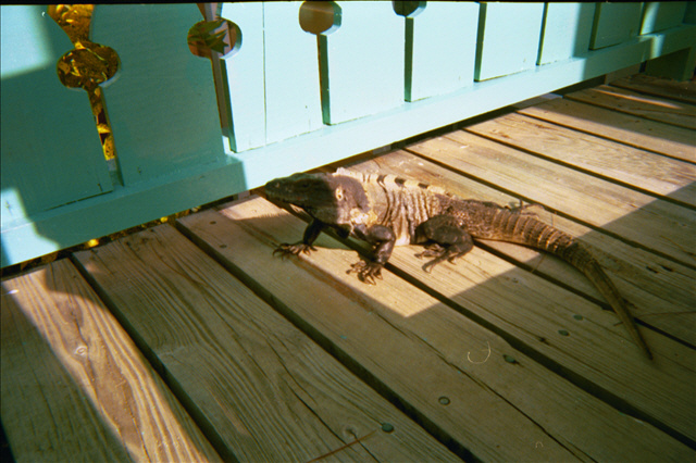 Iguana | Pics4Learning