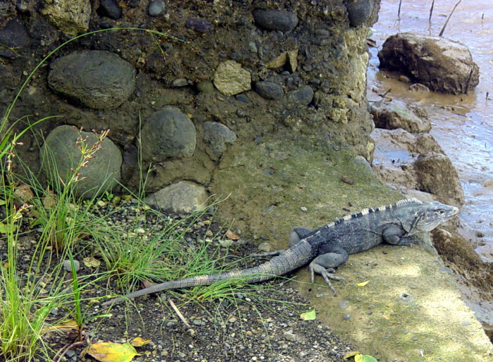Black Iguana | Pics4Learning