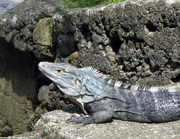 Black Iguana | Pics4Learning