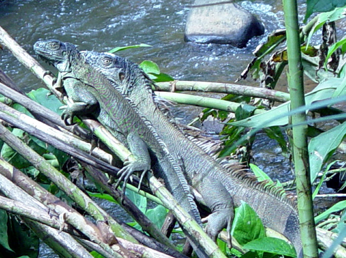 A pair of green iguanas | Pics4Learning