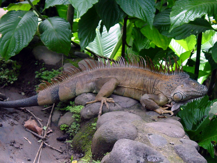 Green Iguana (male) | Pics4Learning