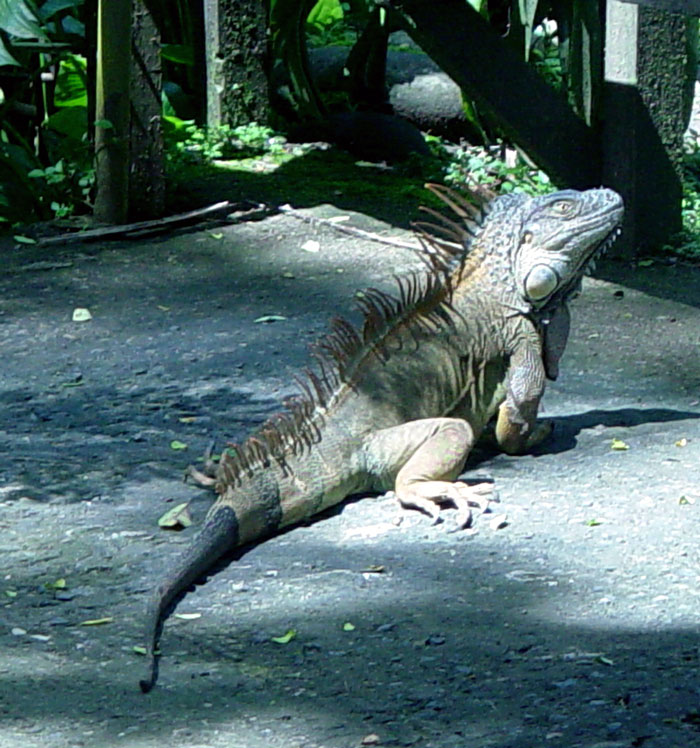 Green Iguana (male) | Pics4Learning