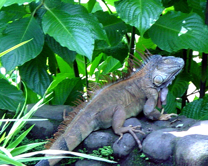 Green Iguana (male) | Pics4Learning
