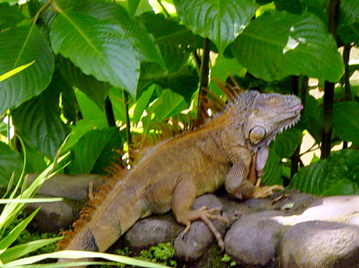 Green Iguana (male) | Pics4Learning