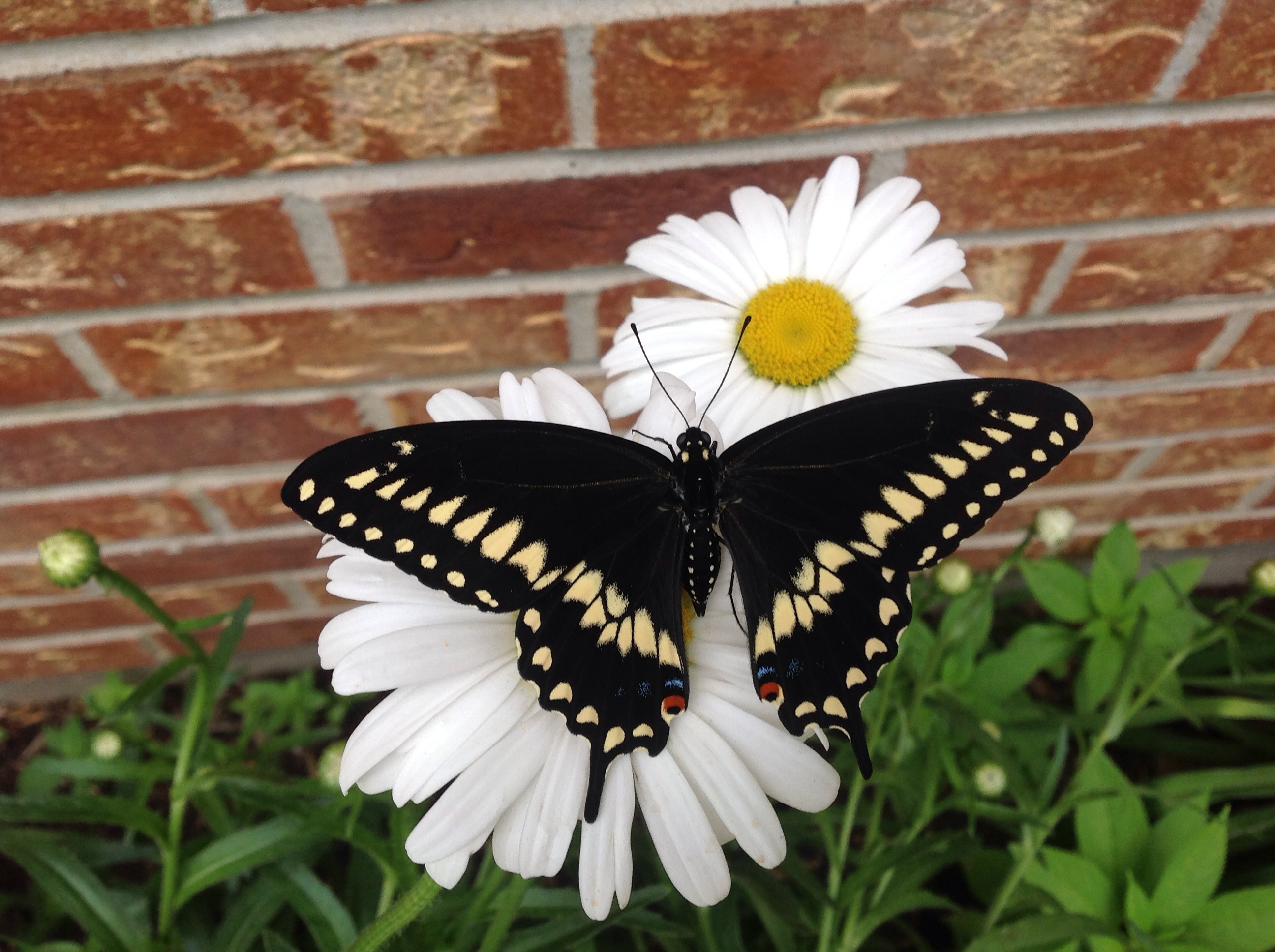 Black Swallowtail Butterfly | Pics4Learning