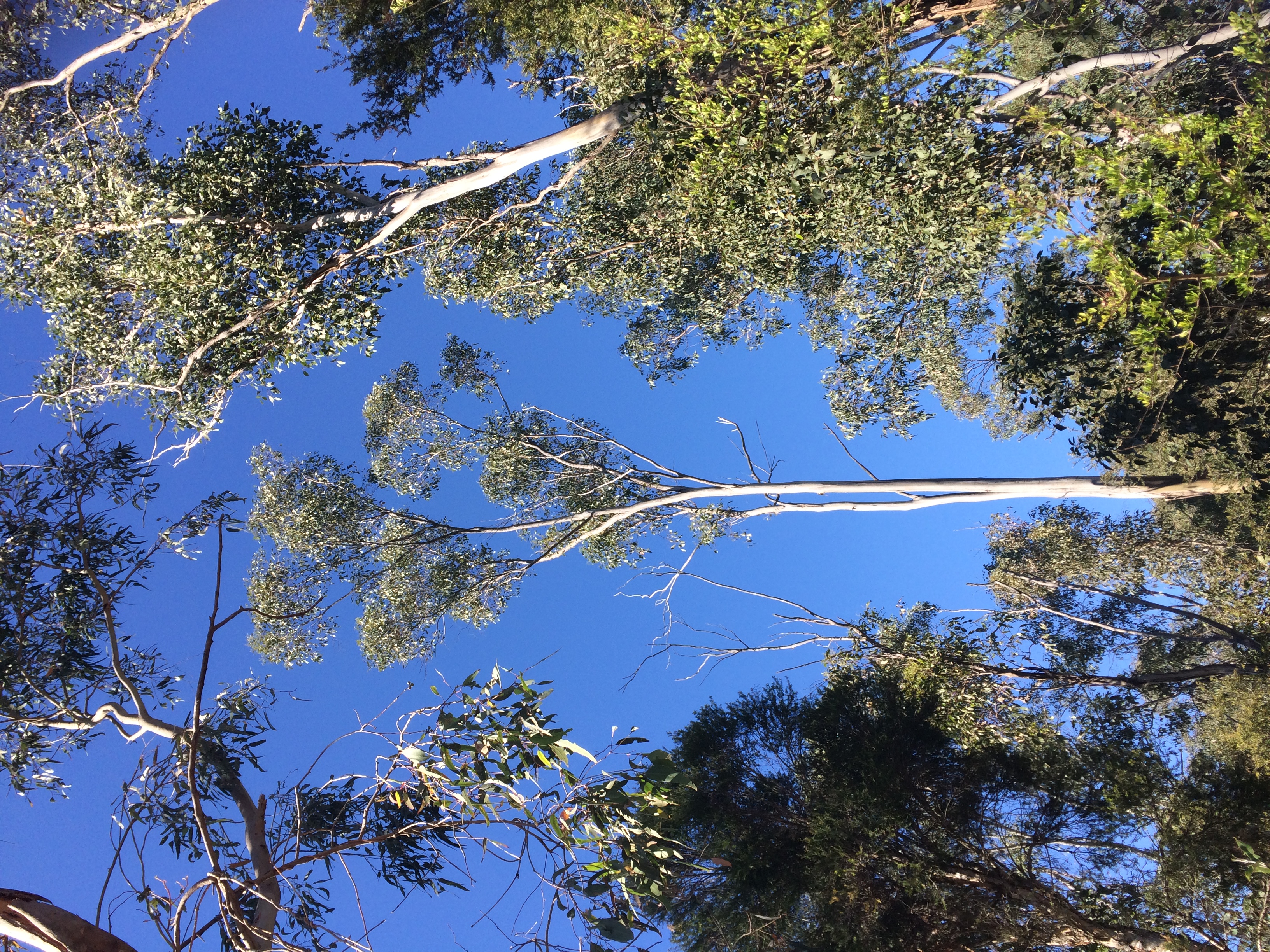 Gum trees | Pics4Learning