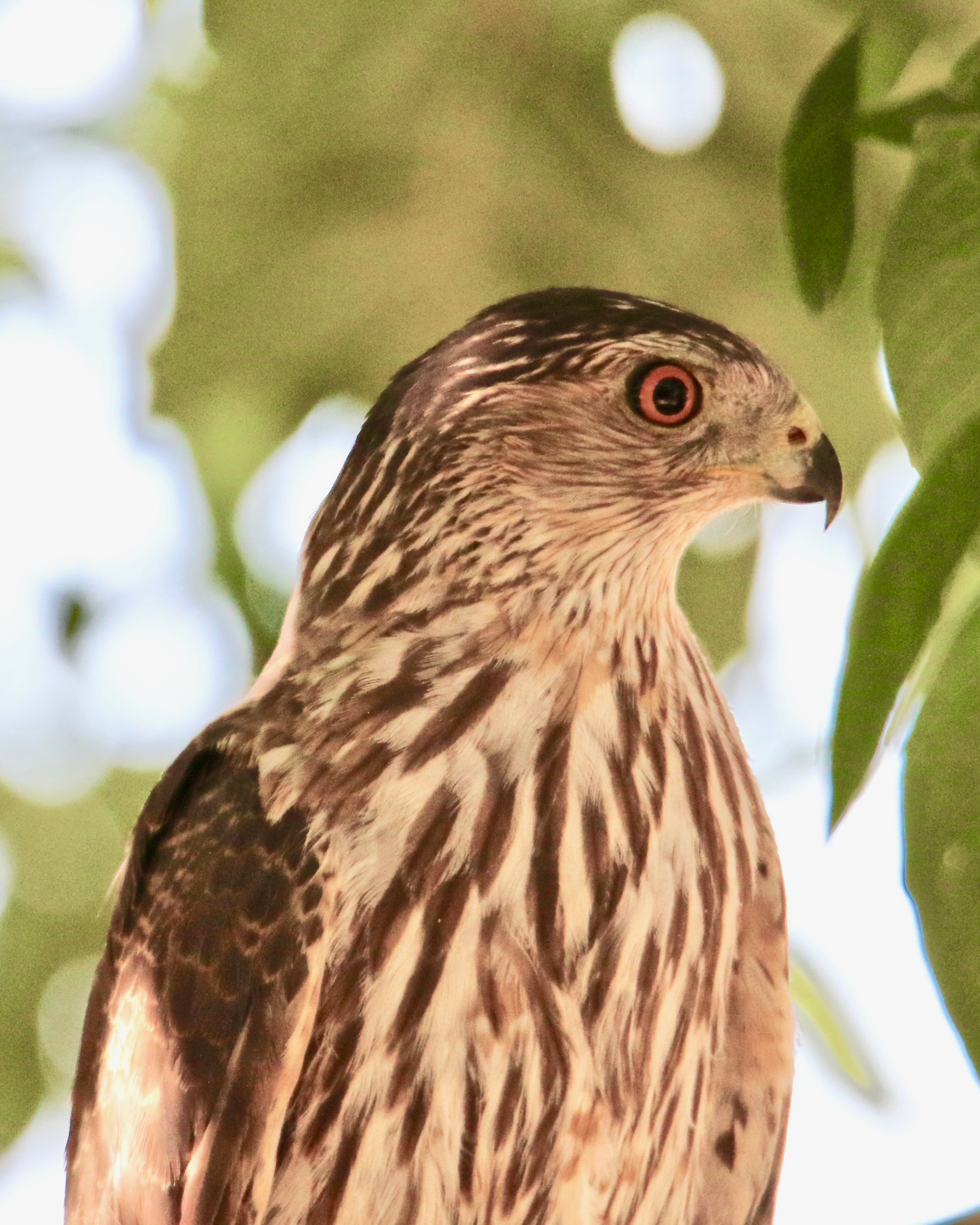 Coopers Hawk | Pics4Learning