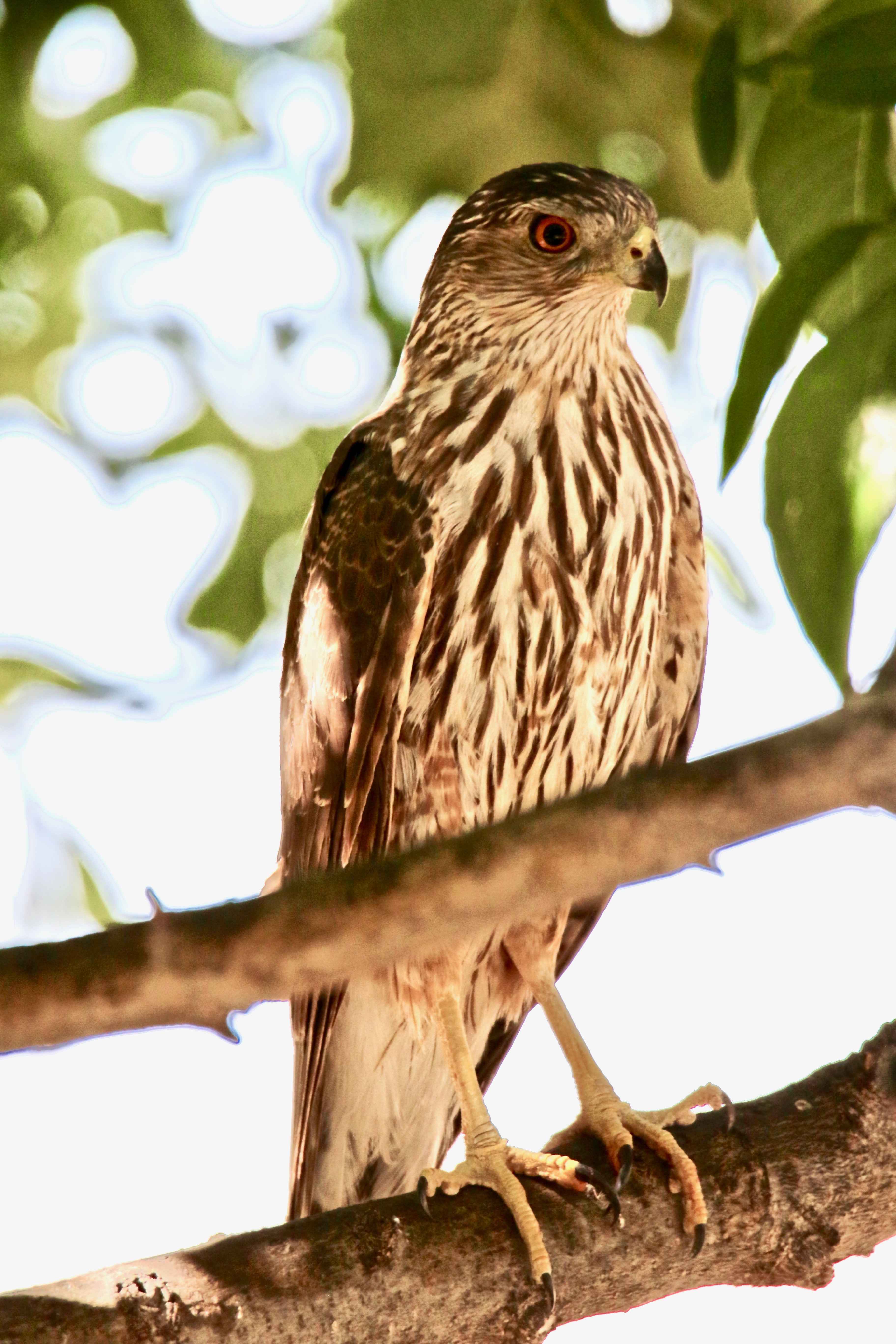 Coopers hawk | Pics4Learning