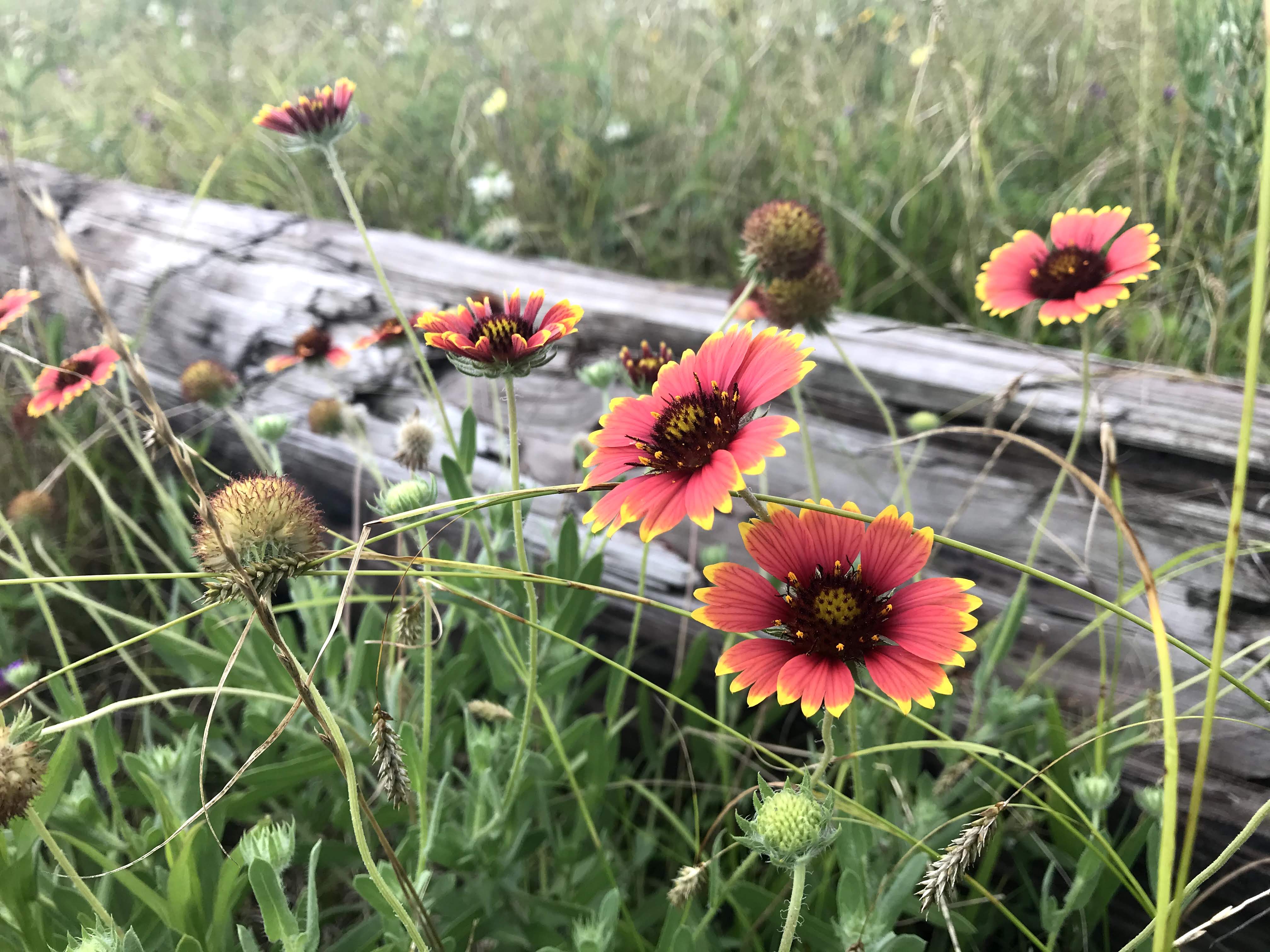 Firewheel Flower Texas | Best Flower Site