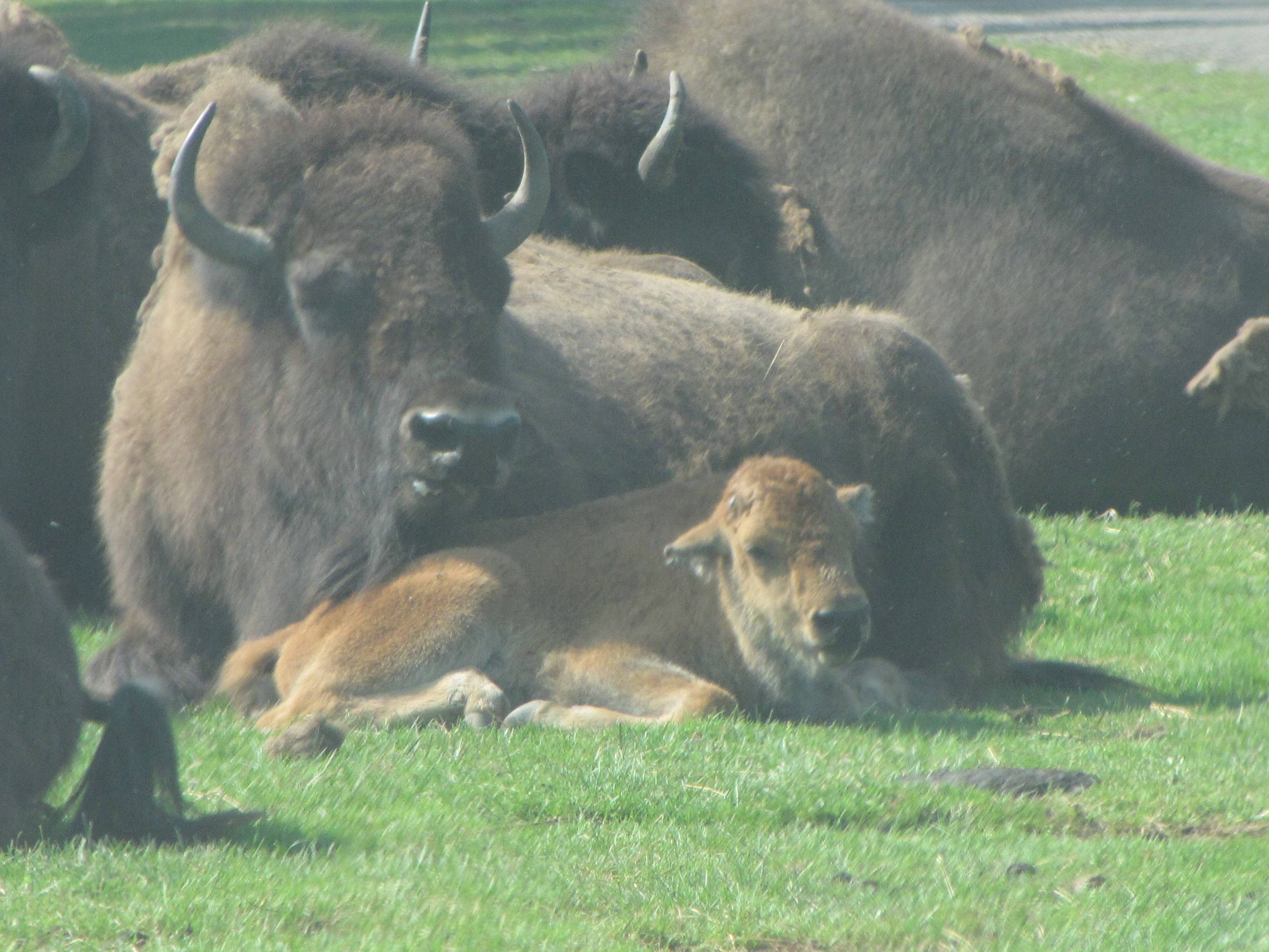 American bison and calf | Pics4Learning