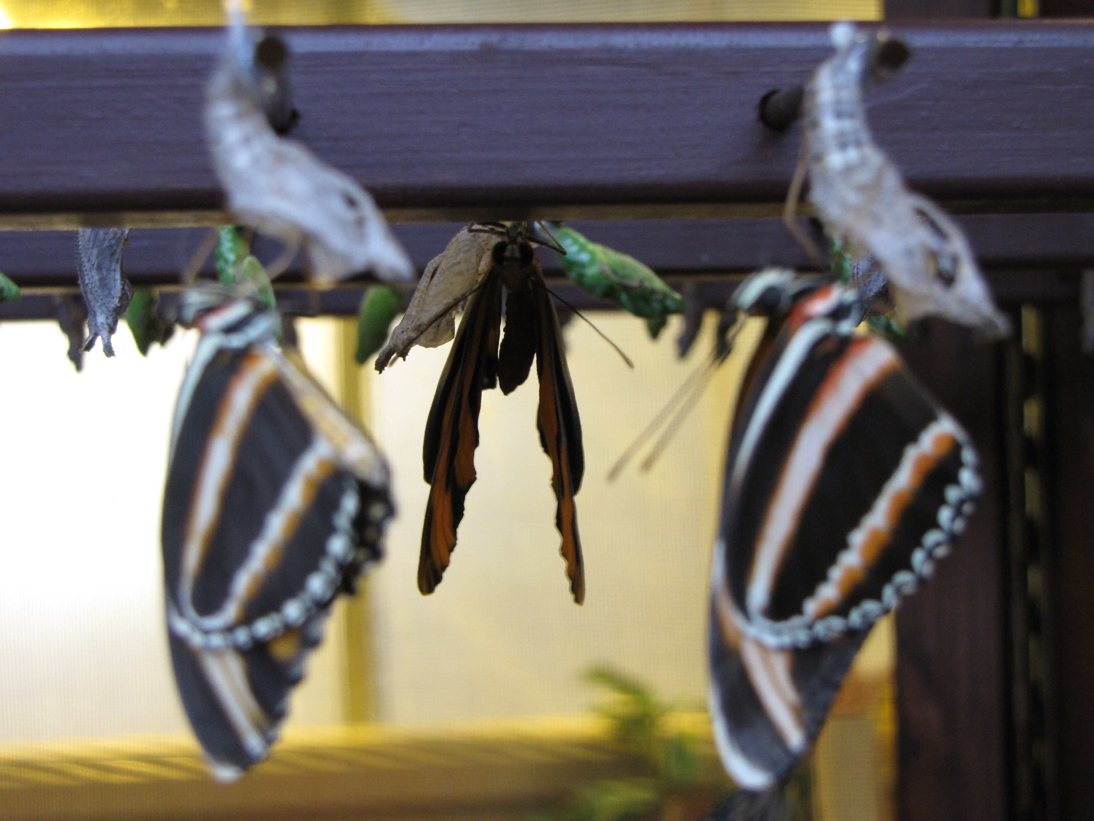 butterflies emerging from chrysallis | Pics4Learning