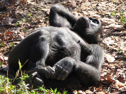 resting gorilla | Pics4Learning