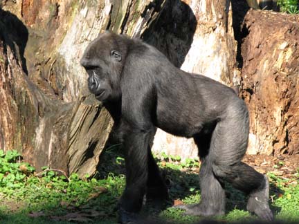 walking gorilla | Pics4Learning