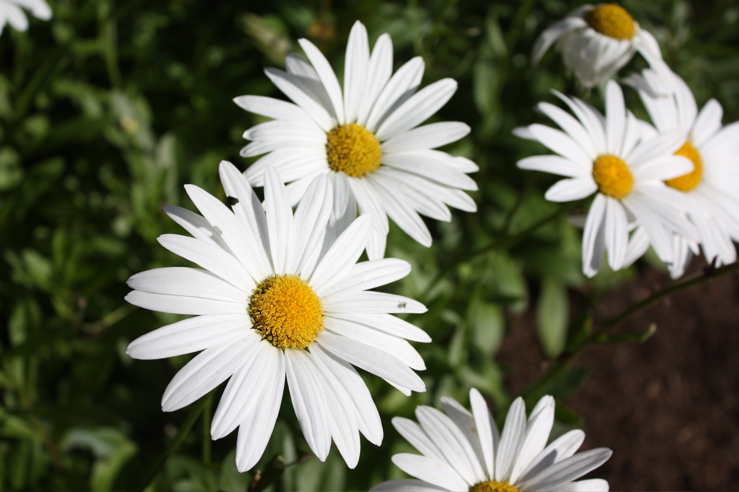 Daisy | Pics4Learning