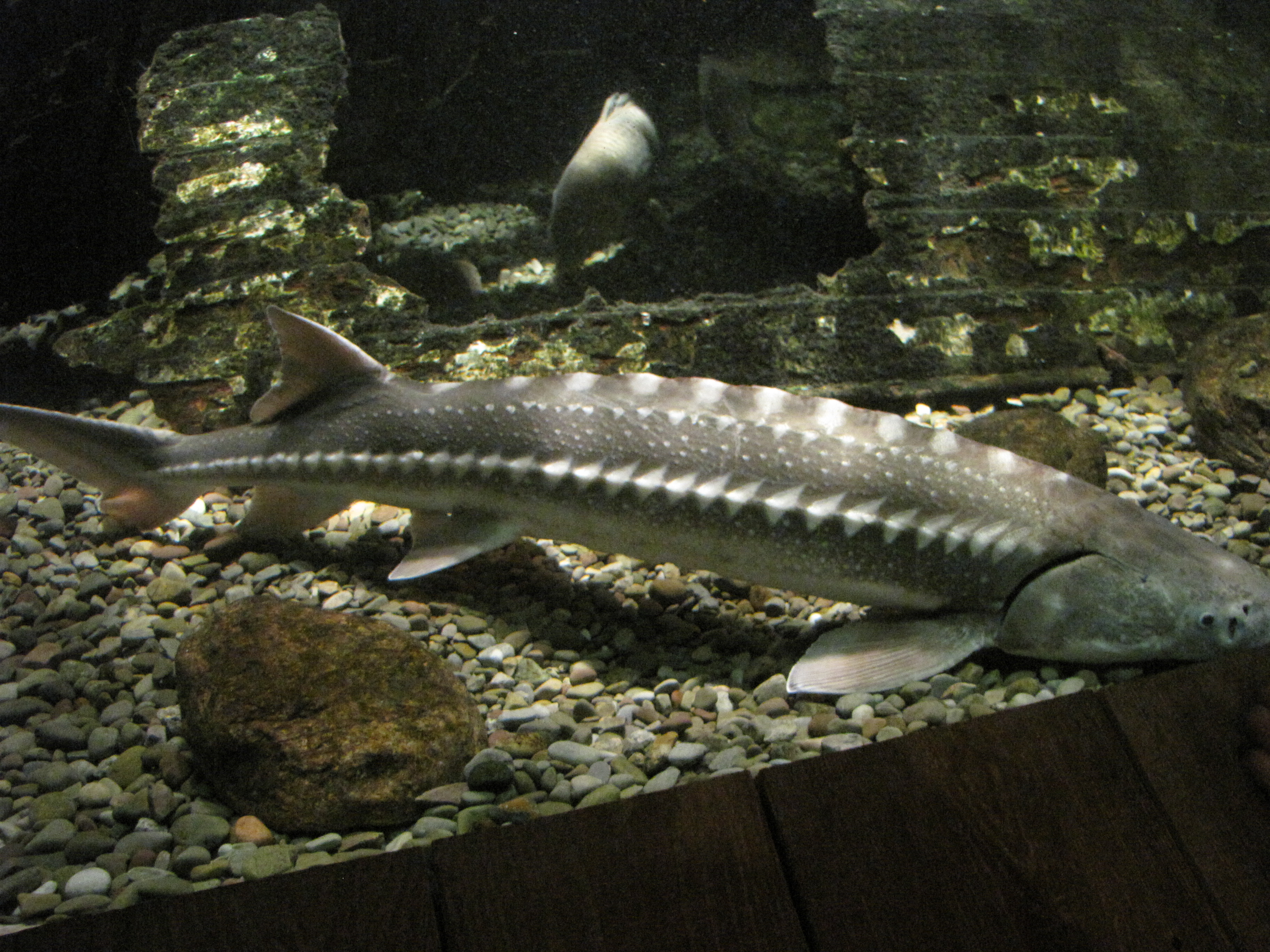 a sturgeon | Pics4Learning