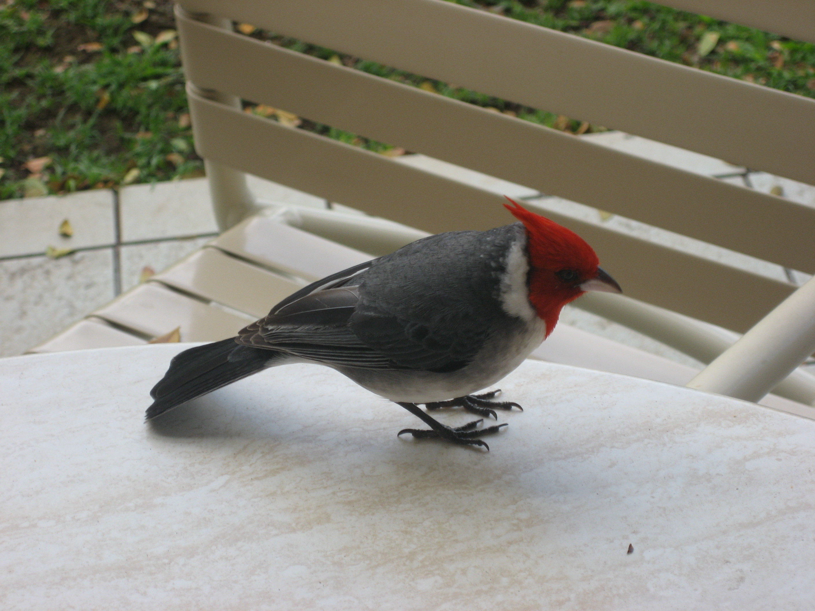 South American cardinal | Pics4Learning