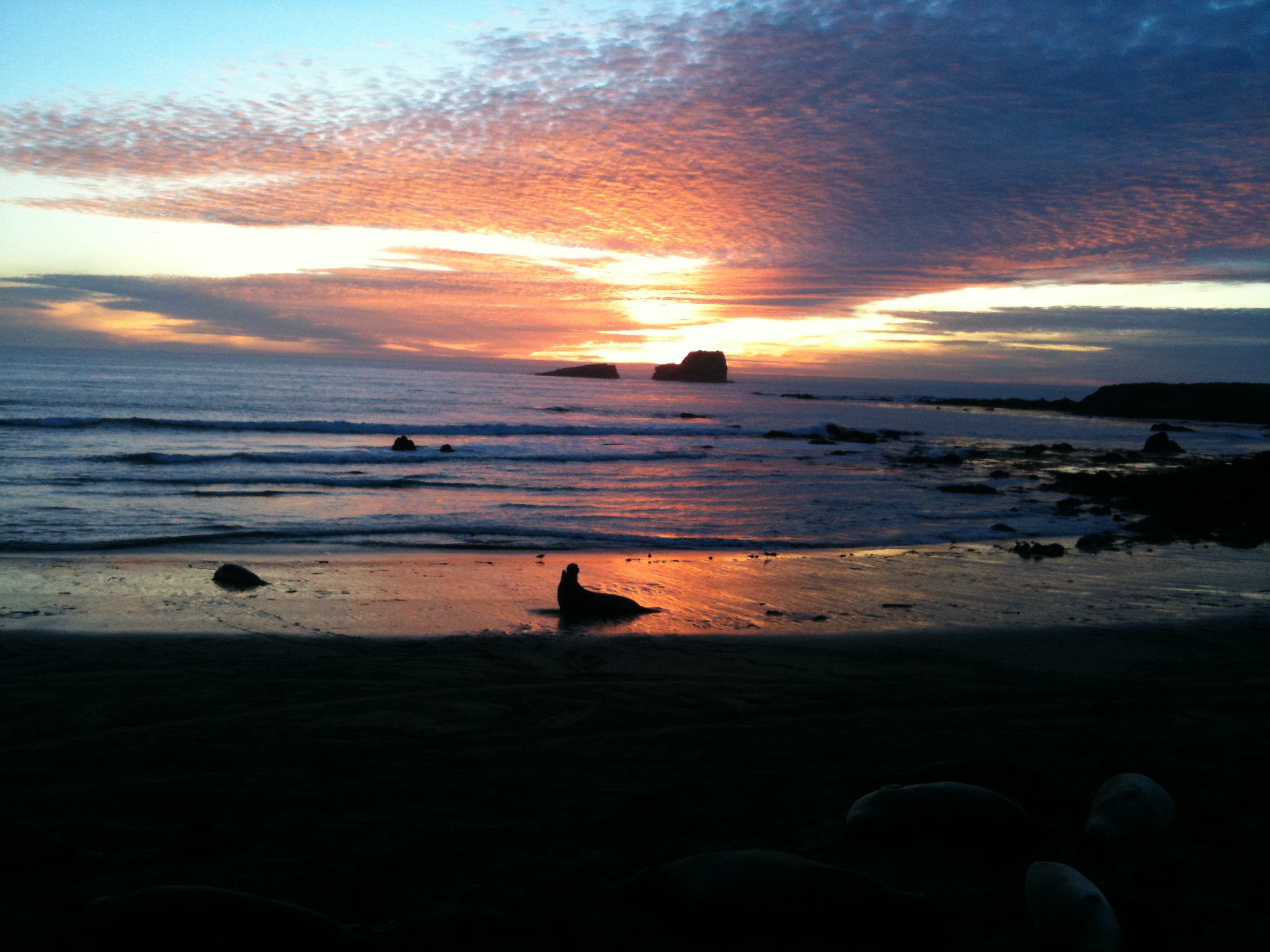 Elephant Seal Sunset | Pics4Learning