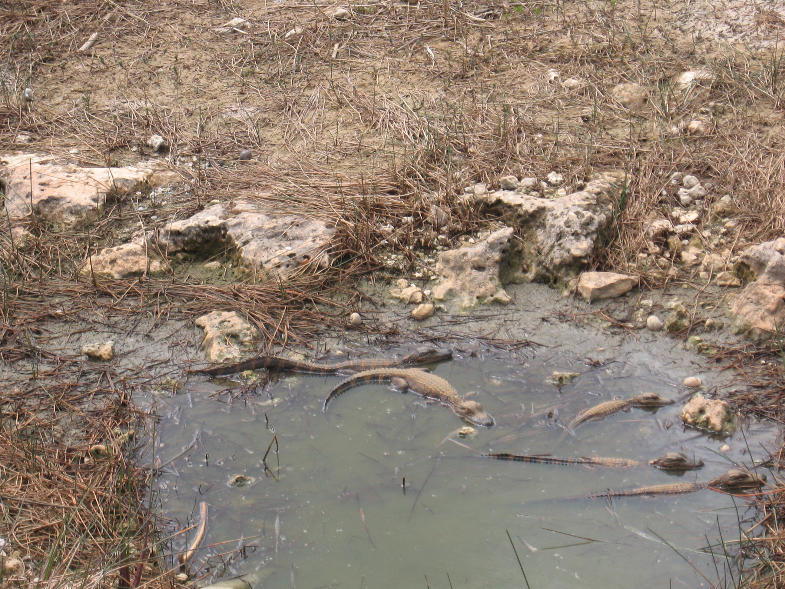 Young Alligators in Culvert | Pics4Learning