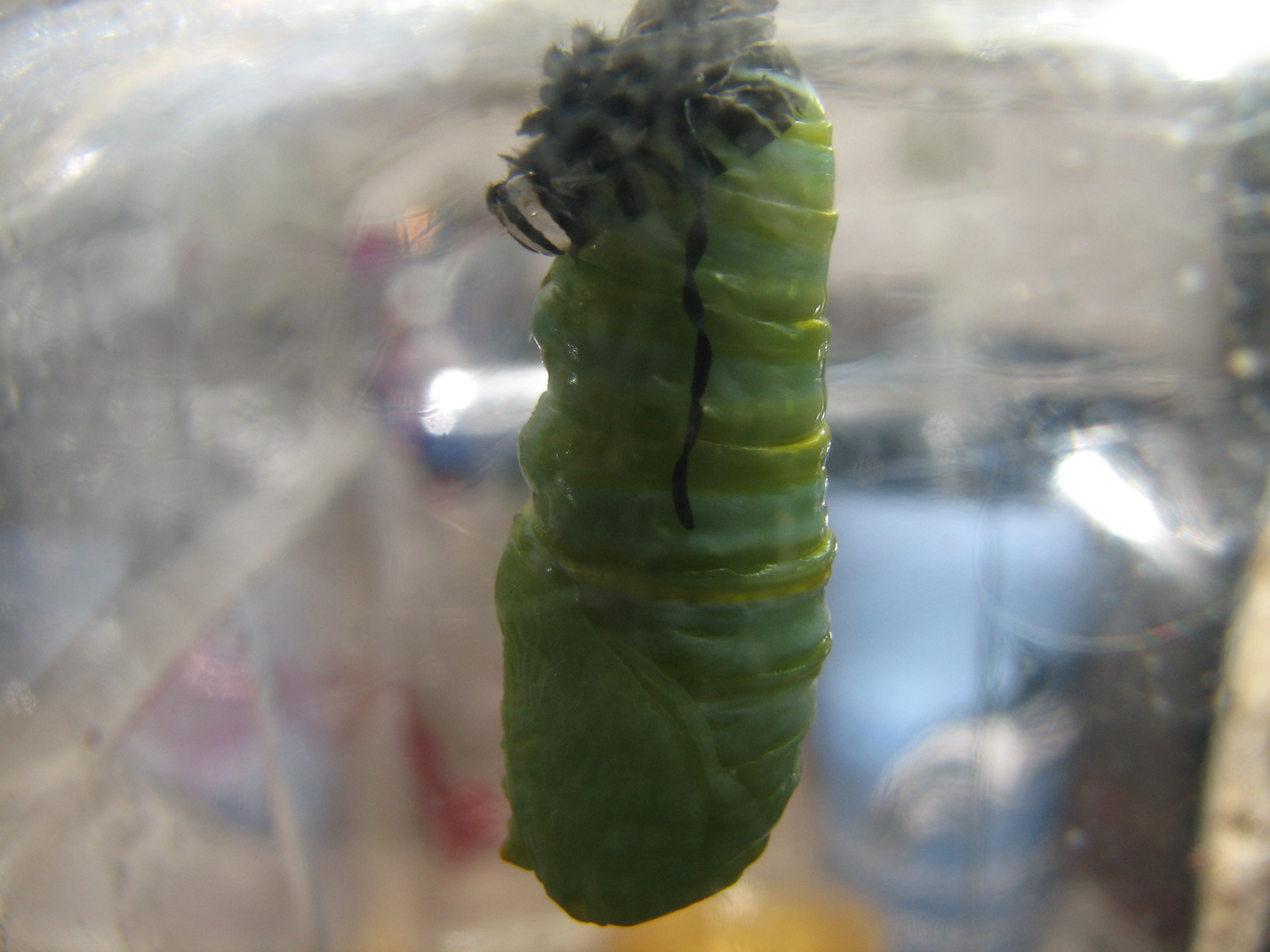 Monarch caterpillar changing into chrysalis | Pics4Learning