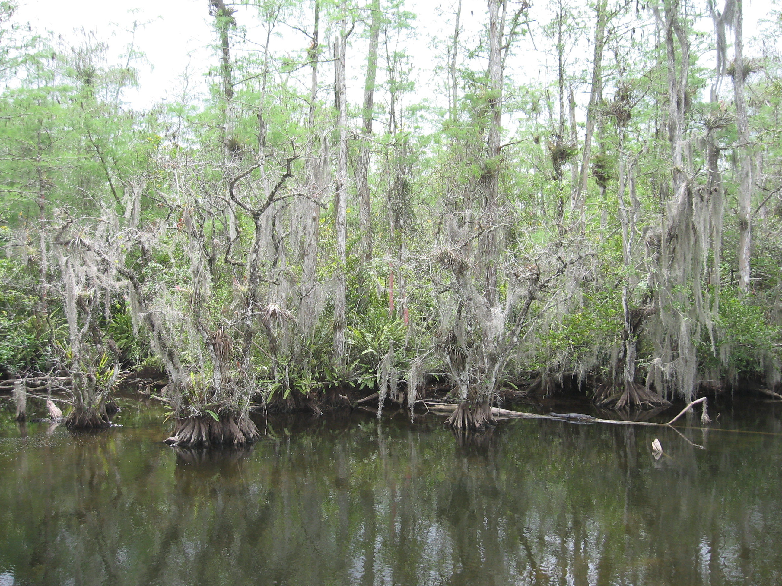 Cypress Swamp | Pics4Learning